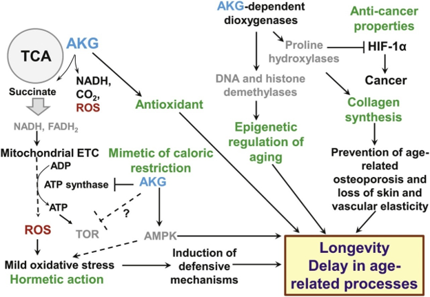 AKG - My Aging Tests