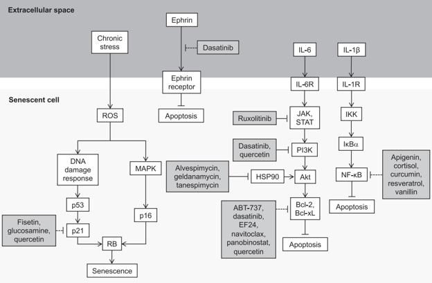 Dasatinib - My Aging Tests