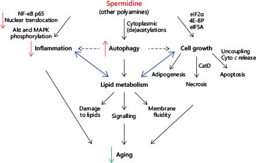 Spermidine - My Aging Tests