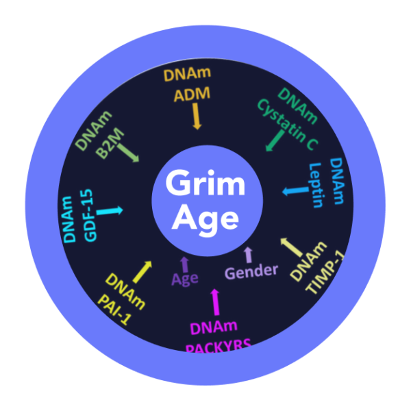 Universal Horvath Clock – Third Generation Epigenetic Biological Age ...