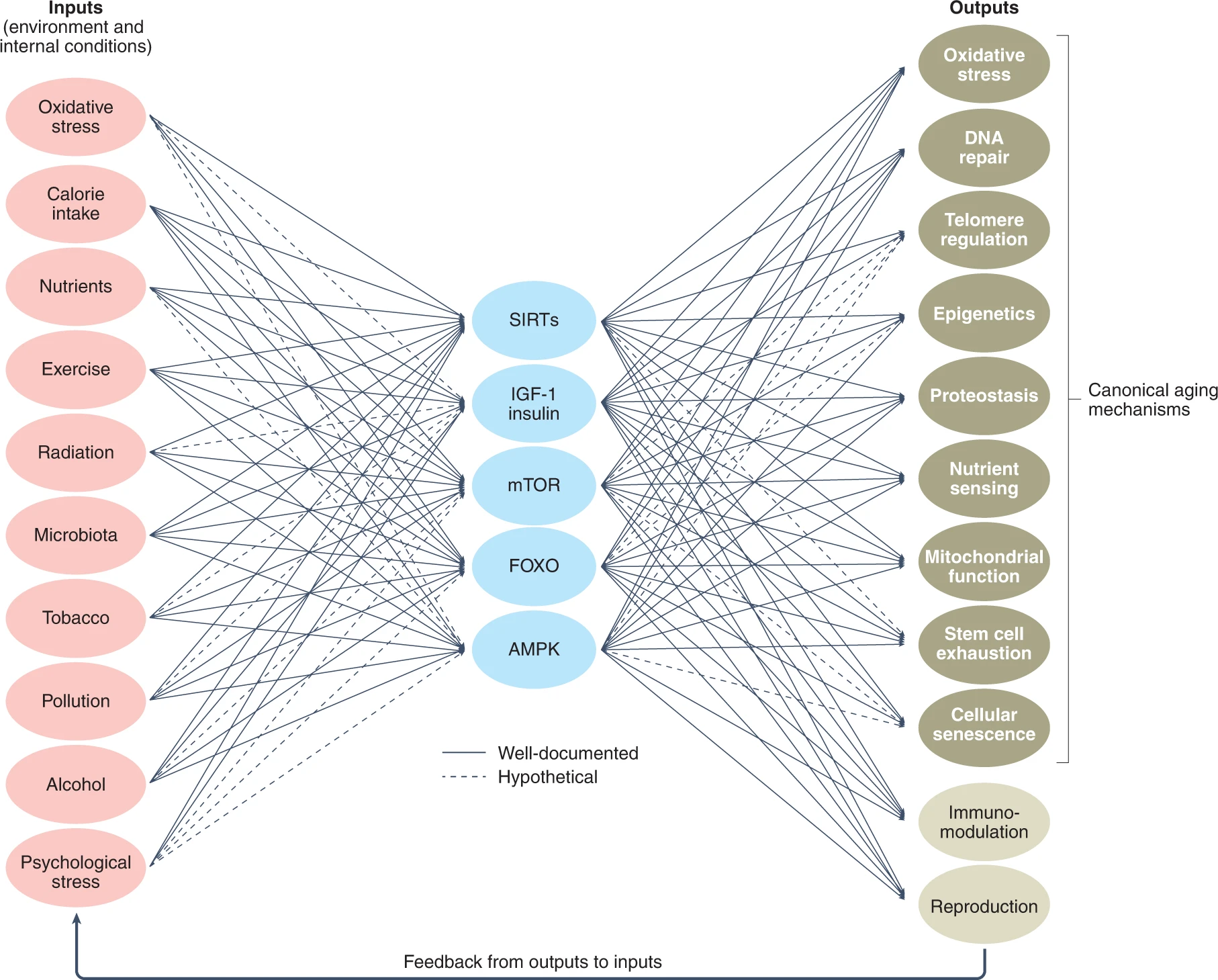 Longevity Treatment Strategies (Longevity Connect – July 2024) – My ...